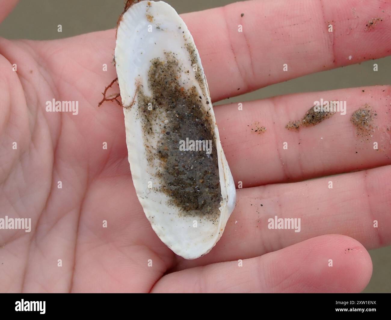 False Angelwing (Petricolaria pholadiformis) Mollusca Stock Photo - Alamy