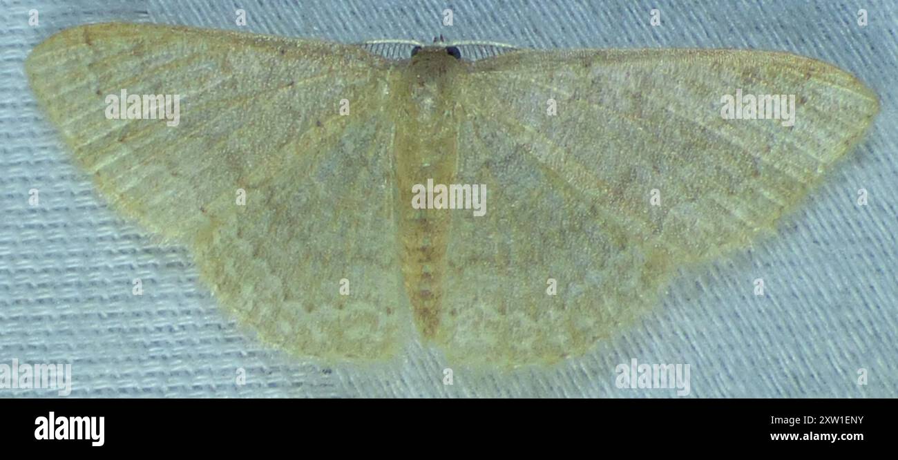 Common Tan Wave (Pleuroprucha insulsaria) Insecta Stock Photo - Alamy