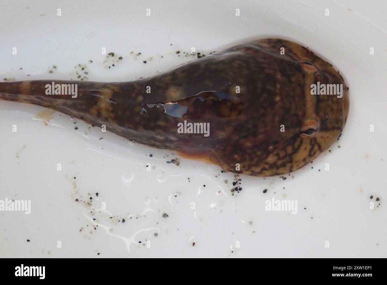 Northern Clingfish (Gobiesox maeandricus) Actinopterygii Stock Photo ...