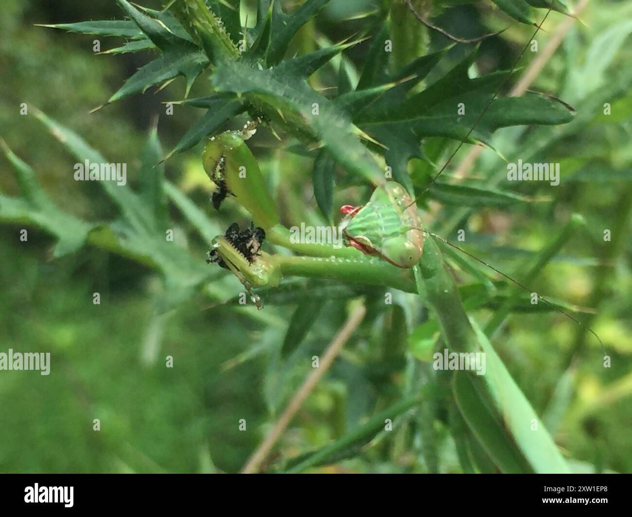 Chinese Mantis (Tenodera sinensis) Insecta Stock Photo - Alamy