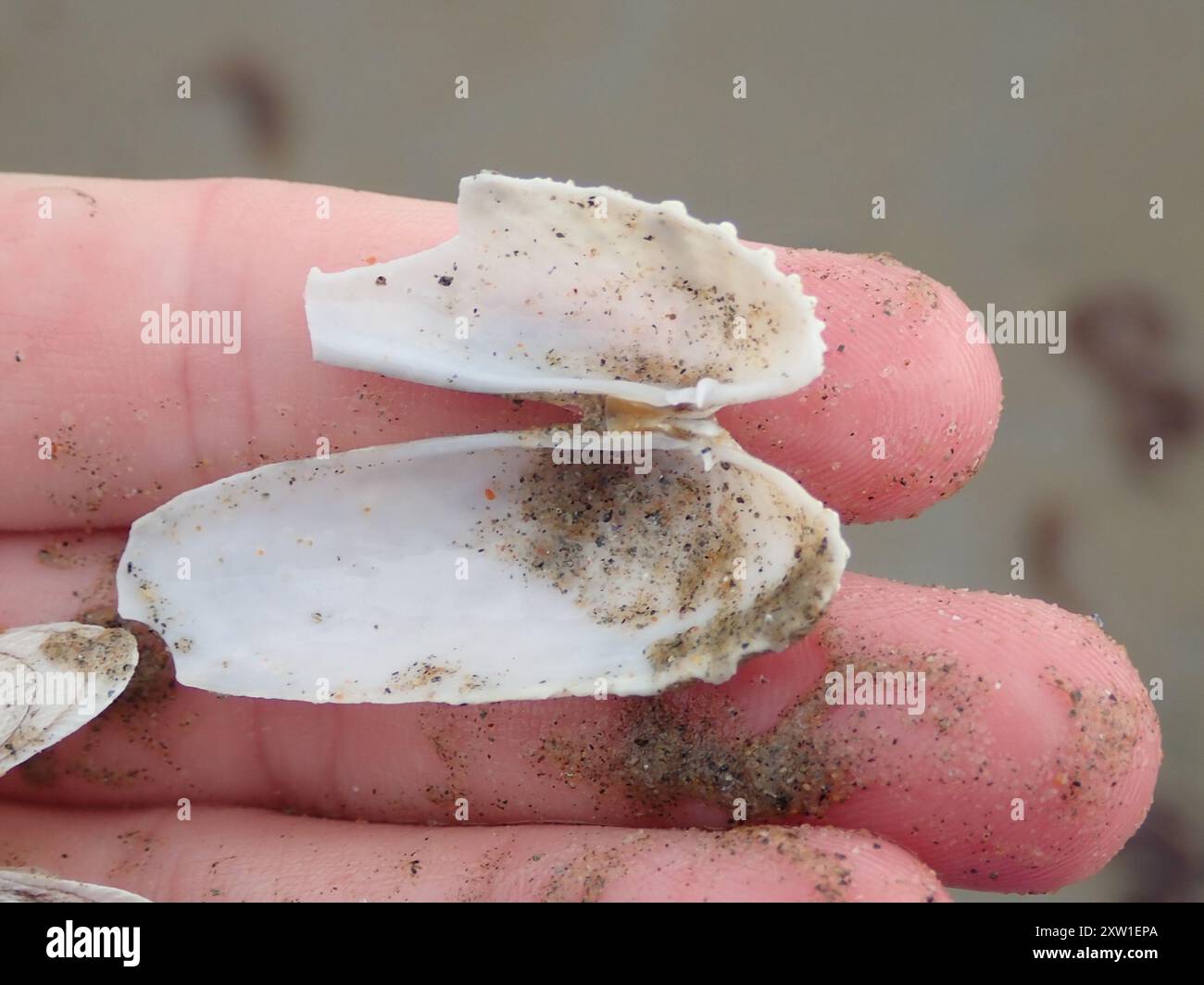 False Angelwing (Petricolaria pholadiformis) Mollusca Stock Photo - Alamy