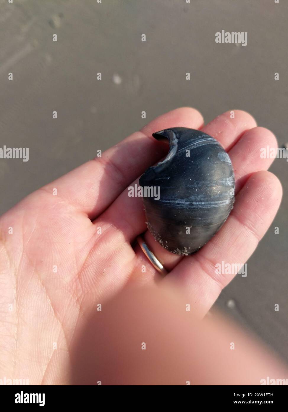 Shark Eye (Neverita duplicata) Mollusca Stock Photo - Alamy
