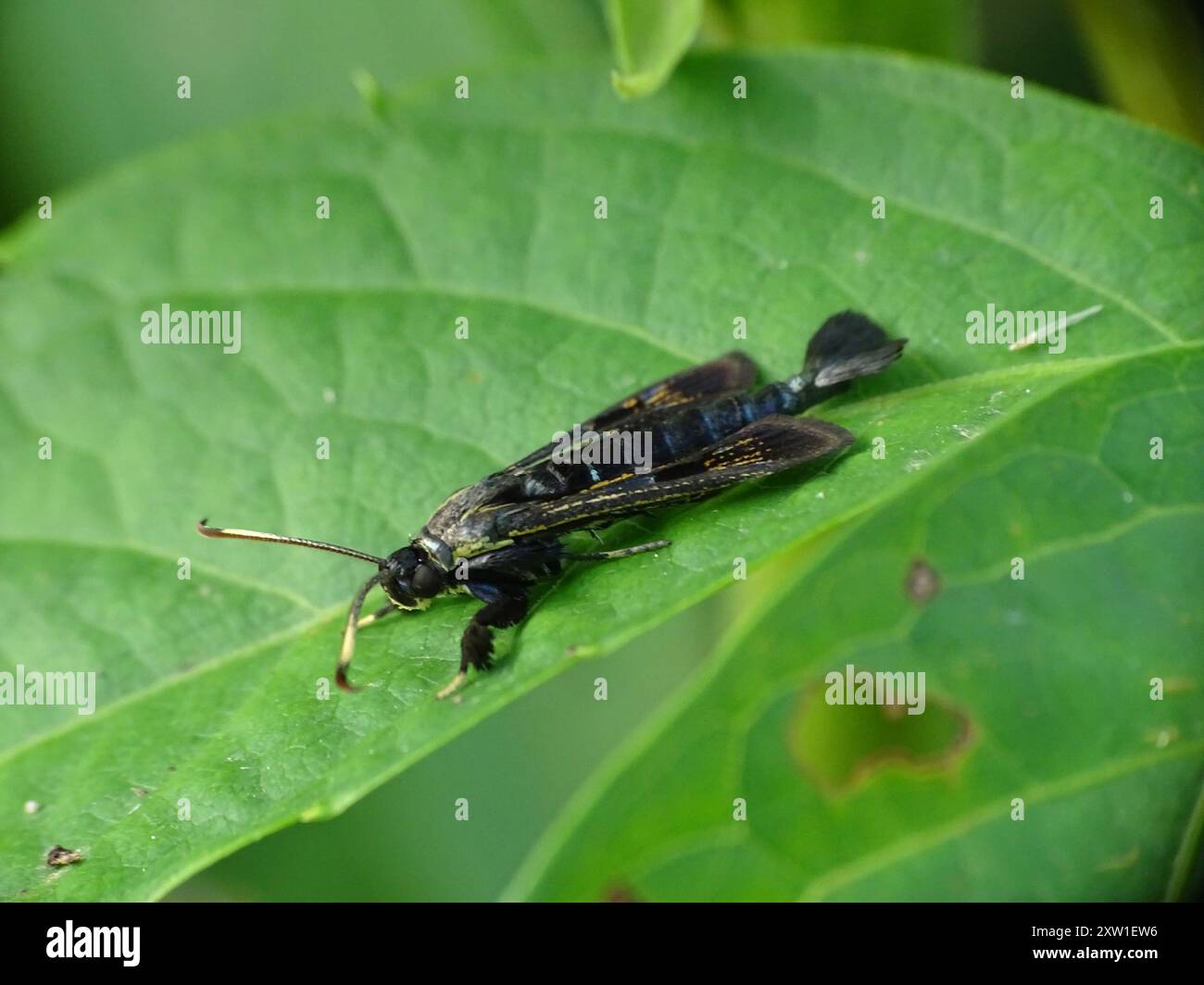 Virginia Creeper Clearwing (Albuna fraxini) Insecta Stock Photo - Alamy