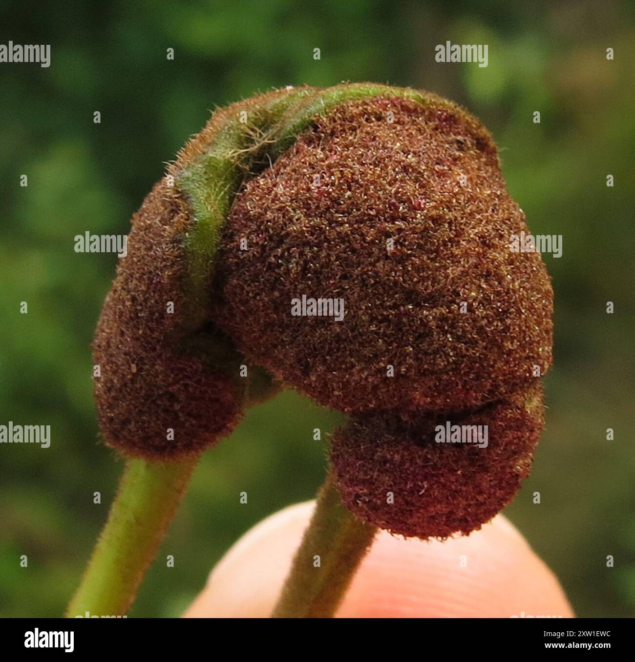 Black Walnut Petiole Gall Mite (Aceria caulis) Arachnida Stock Photo ...