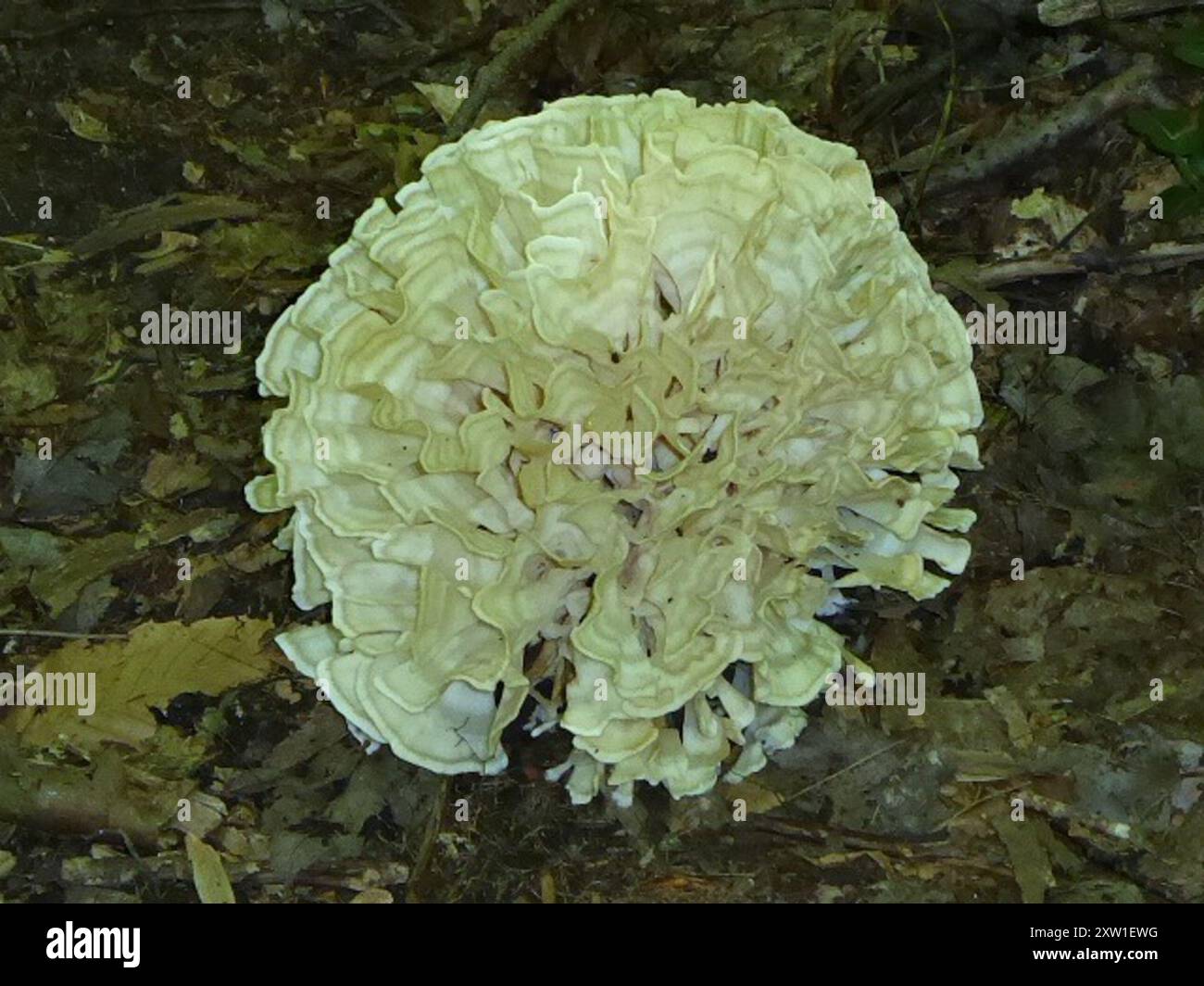 Eastern cauliflower mushroom (Sparassis spathulata) Fungi Stock Photo ...