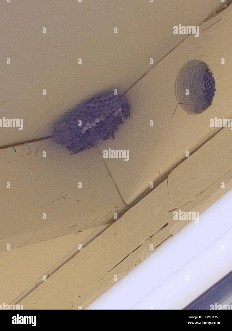 Paper Wasps (Polistinae) Insecta Stock Photo - Alamy