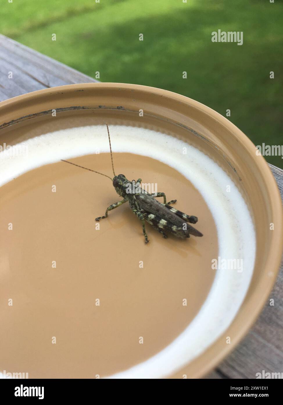 Pine tree Spur-throat Grasshopper (Melanoplus punctulatus) Insecta ...