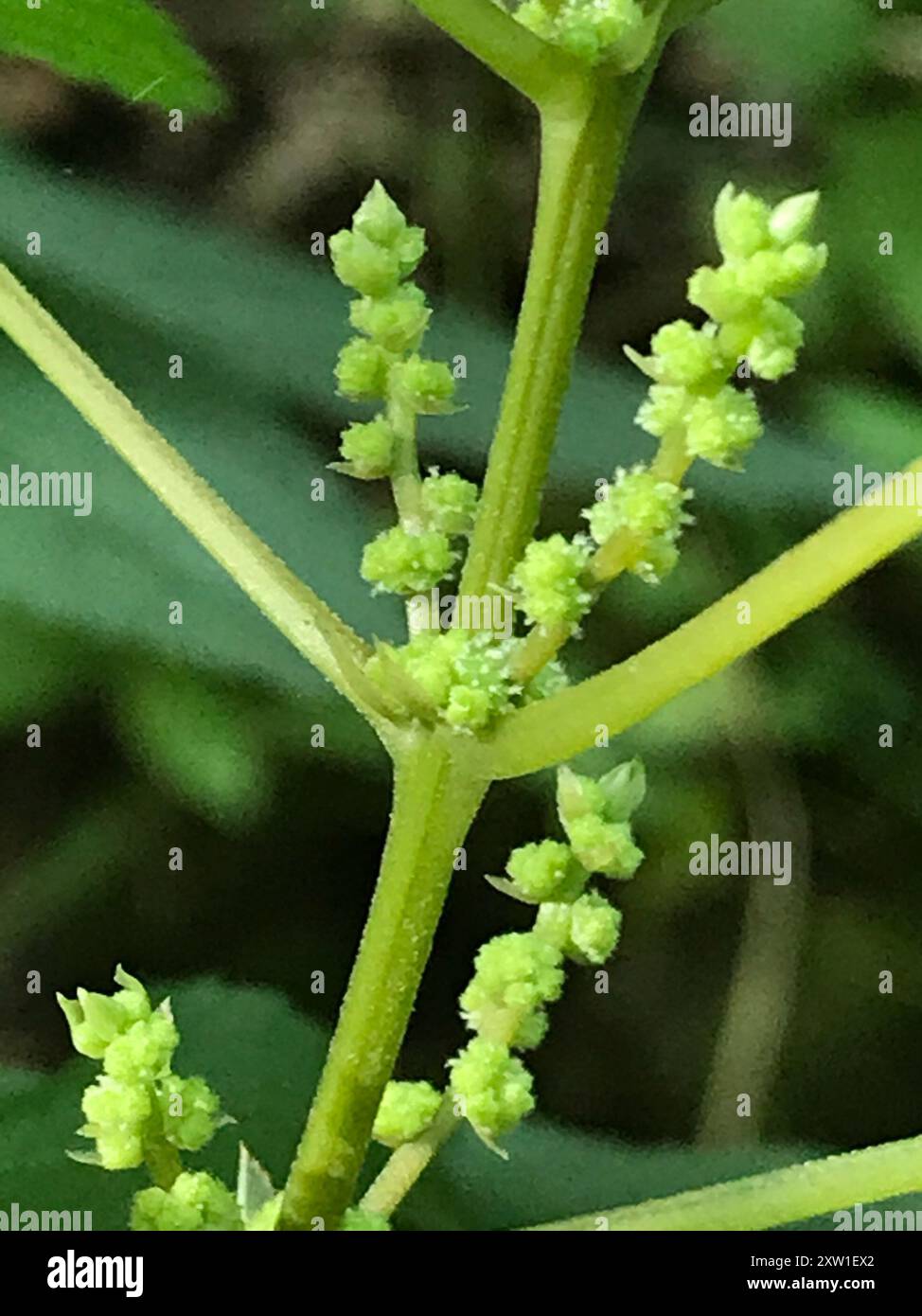 false nettle (Boehmeria cylindrica) Plantae Stock Photo - Alamy
