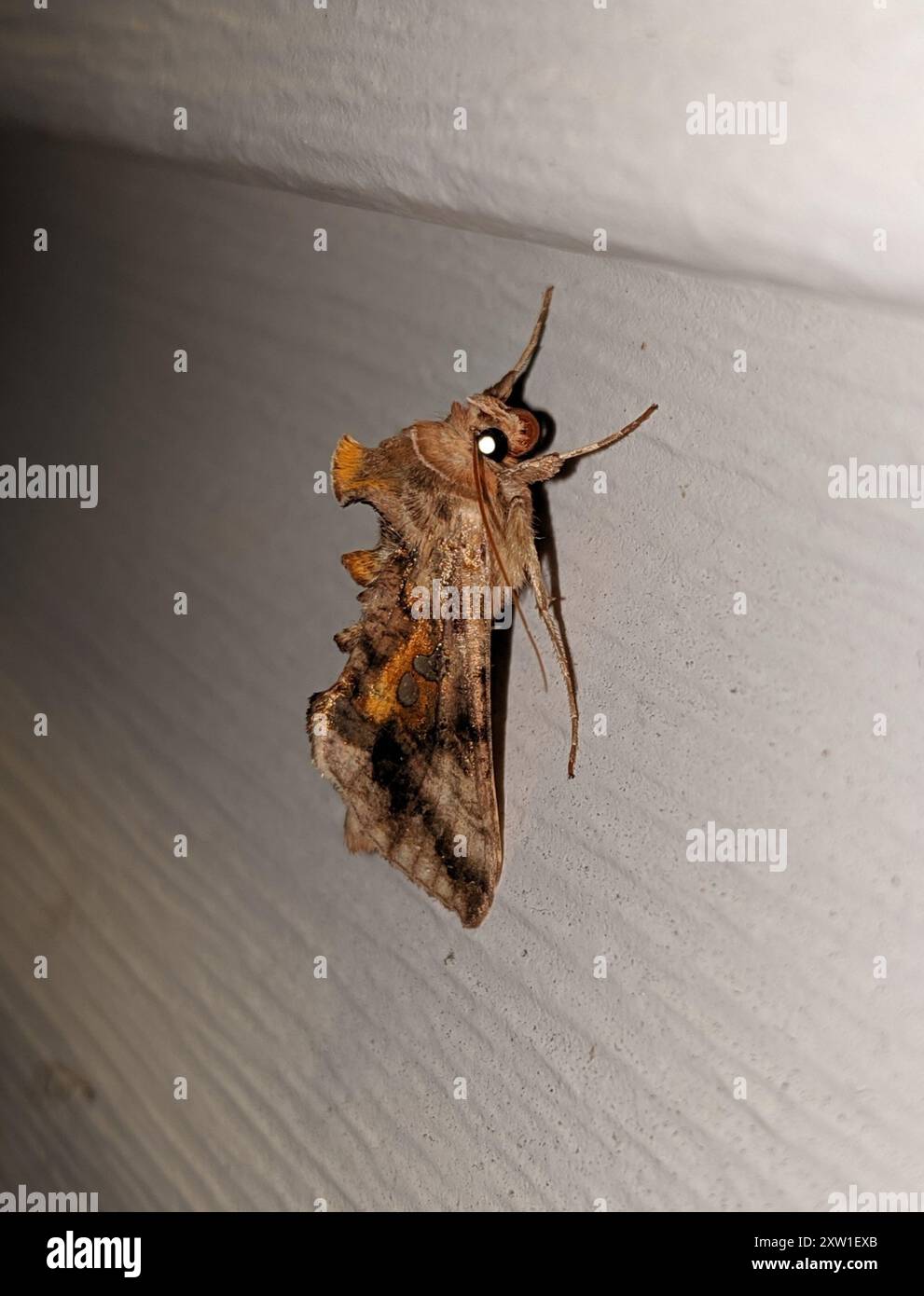 Two-spotted Looper Moth (Autographa bimaculata) Insecta Stock Photo - Alamy