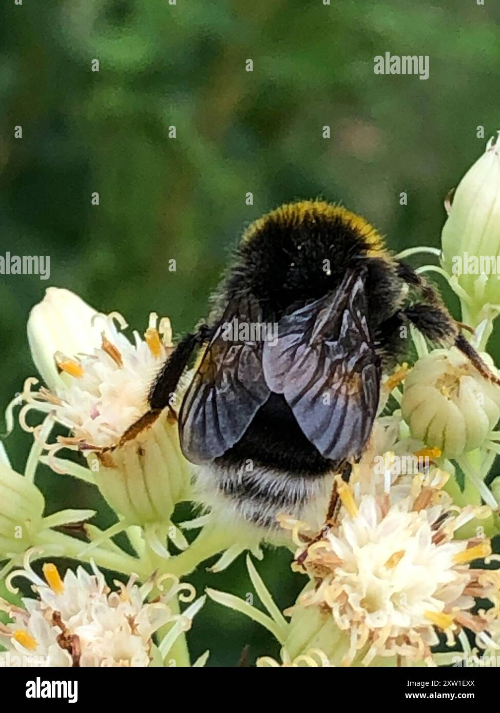 White-tailed Bumble Bee (Bombus lucorum) Insecta Stock Photo - Alamy