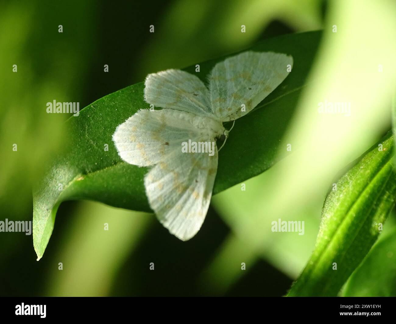 Fragile White Carpet (Hydrelia albifera) Insecta Stock Photo - Alamy
