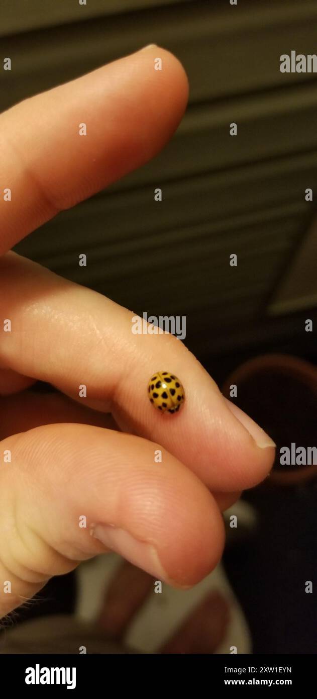 Asian Lady Beetle (Harmonia axyridis) Insecta Stock Photo - Alamy