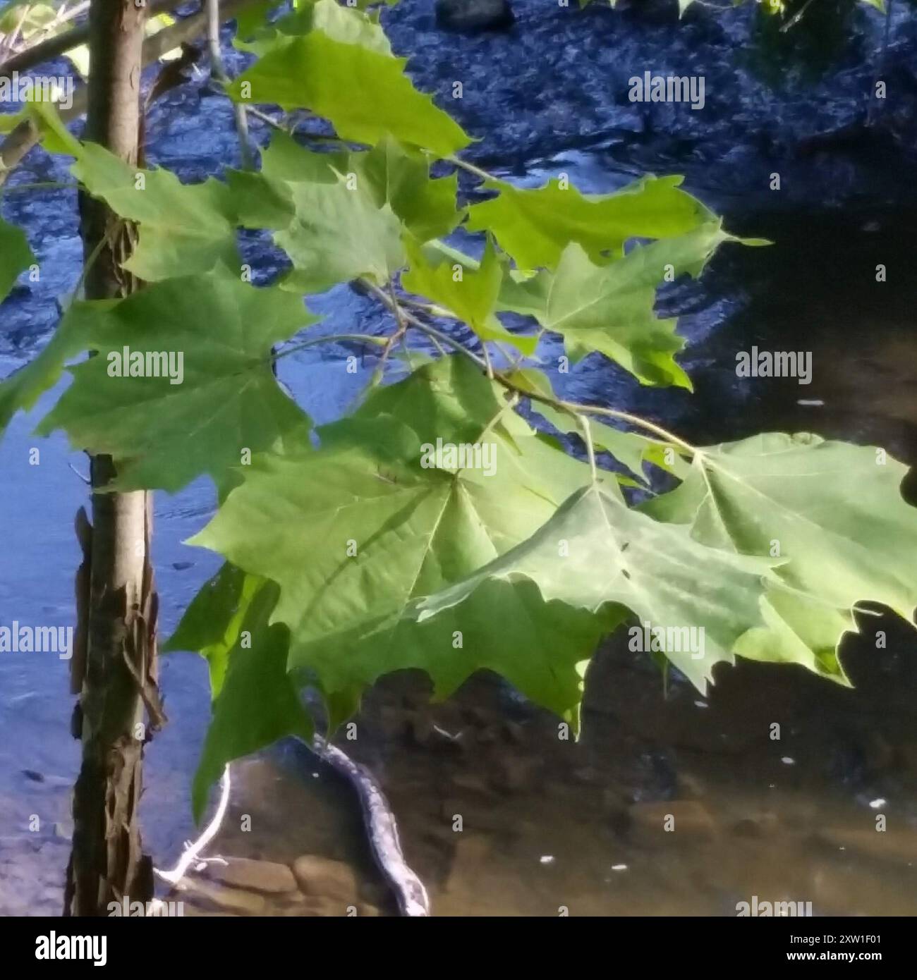American sycamore (Platanus occidentalis) Plantae Stock Photo - Alamy