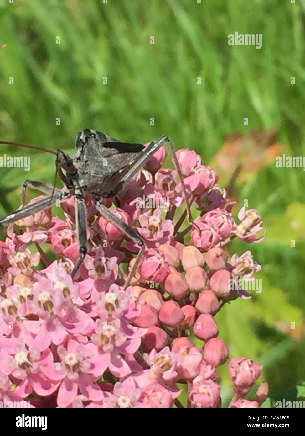 North American Wheel Bug (Arilus cristatus) Insecta Stock Photo - Alamy
