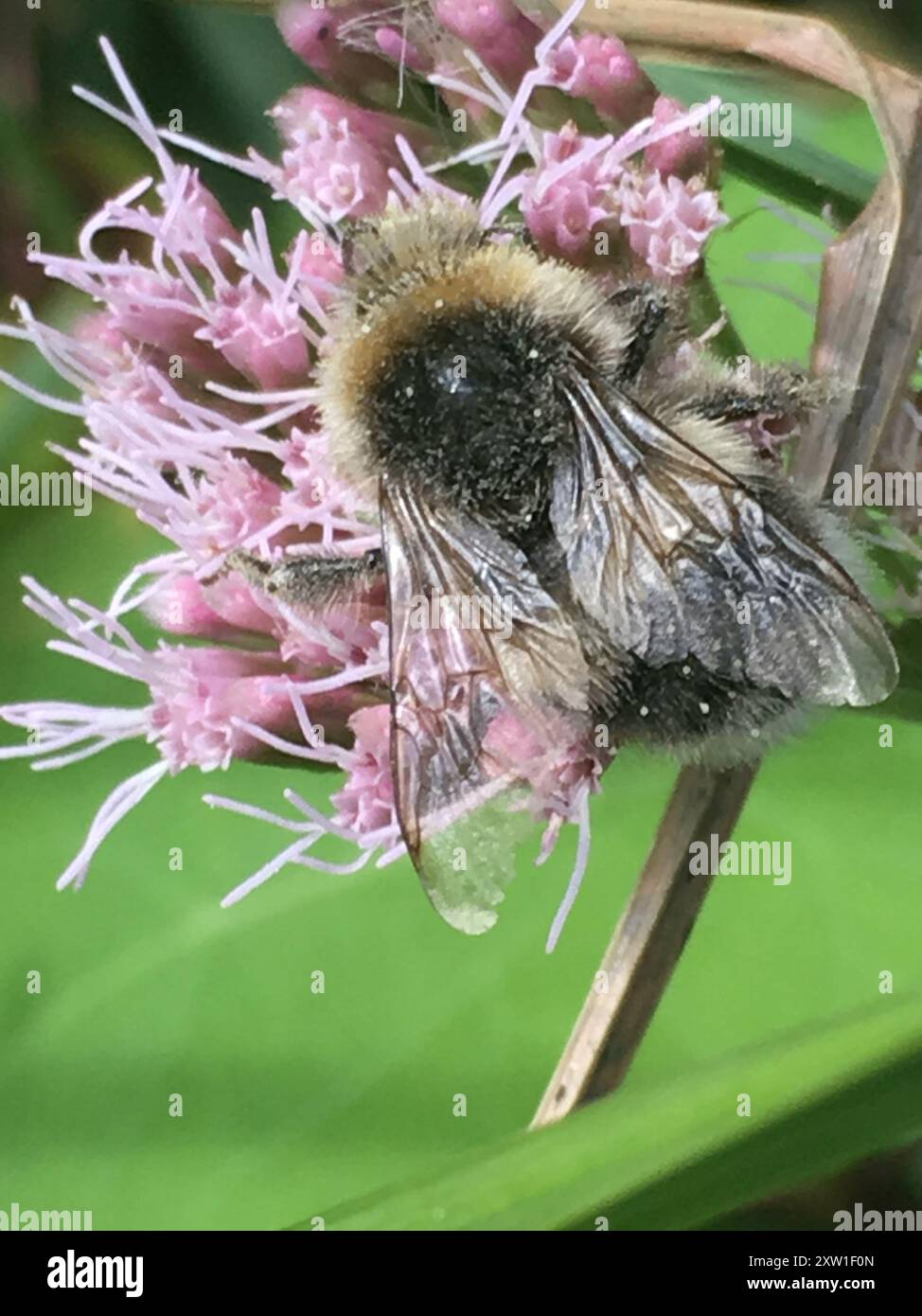 White-tailed Bumble Bee (Bombus lucorum) Insecta Stock Photo - Alamy