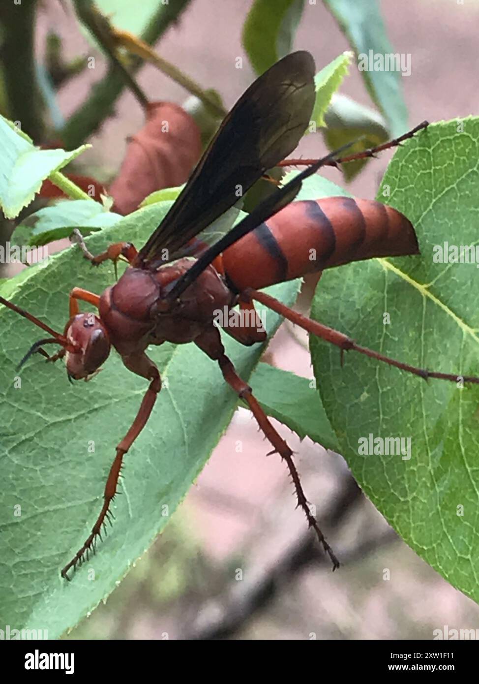 Rusty Spider Wasp (Tachypompilus ferrugineus) Insecta Stock Photo - Alamy