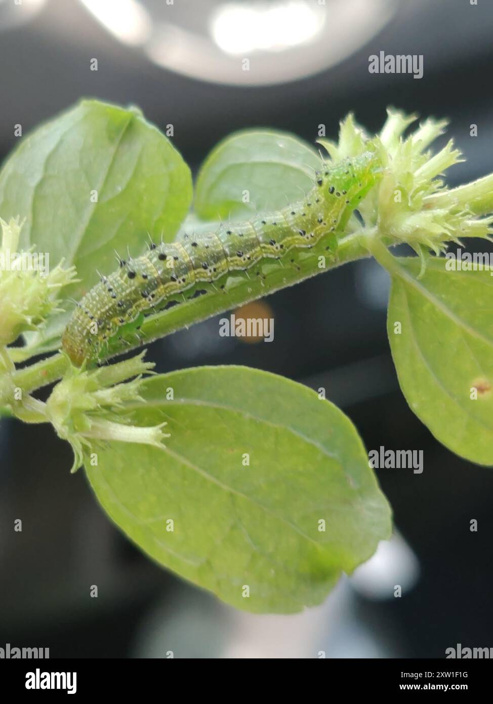 Tobacco budworm hi-res stock photography and images - Alamy