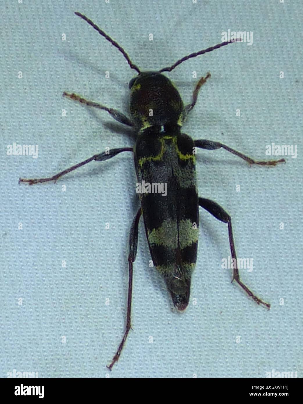 Rustic Borer (Xylotrechus colonus) Insecta Stock Photo - Alamy