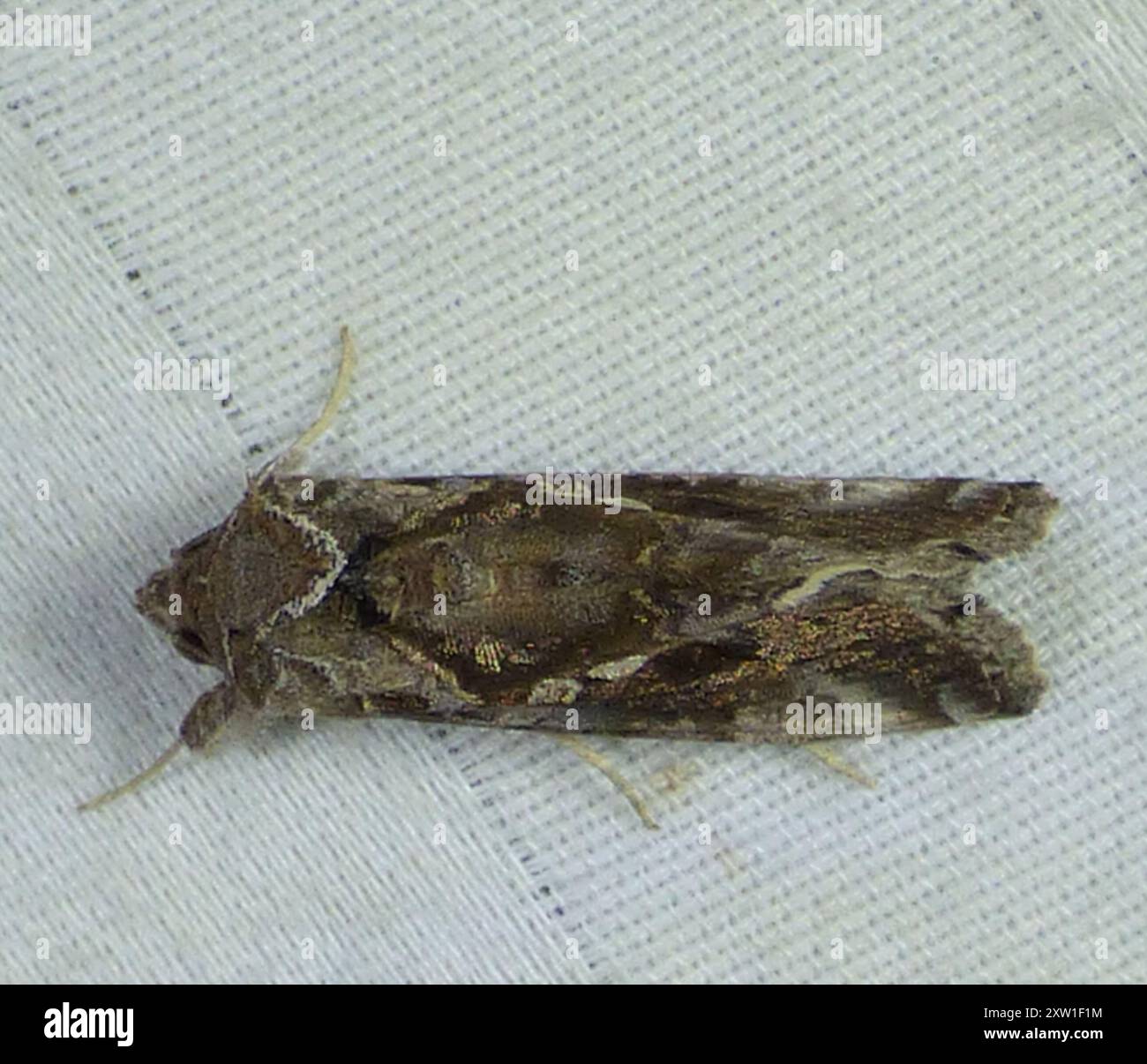 Soybean Looper Moth (Chrysodeixis includens) Insecta Stock Photo - Alamy