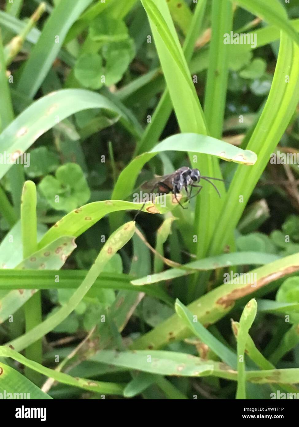 Spider Wasps (Pompilidae) Insecta Stock Photo - Alamy