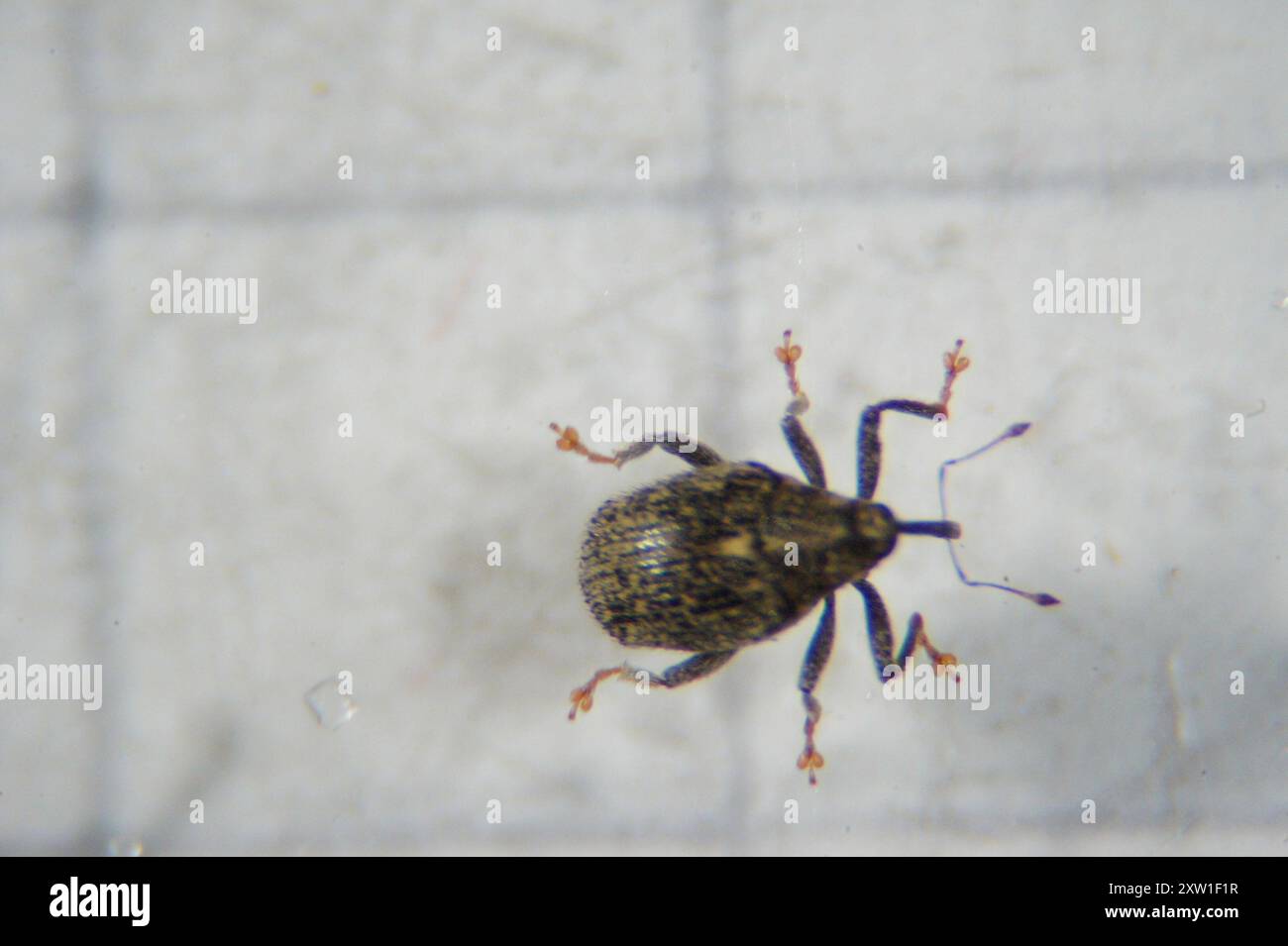 Cabbage Stem Weevil (Ceutorhynchus pallidactylus) Insecta Stock Photo ...