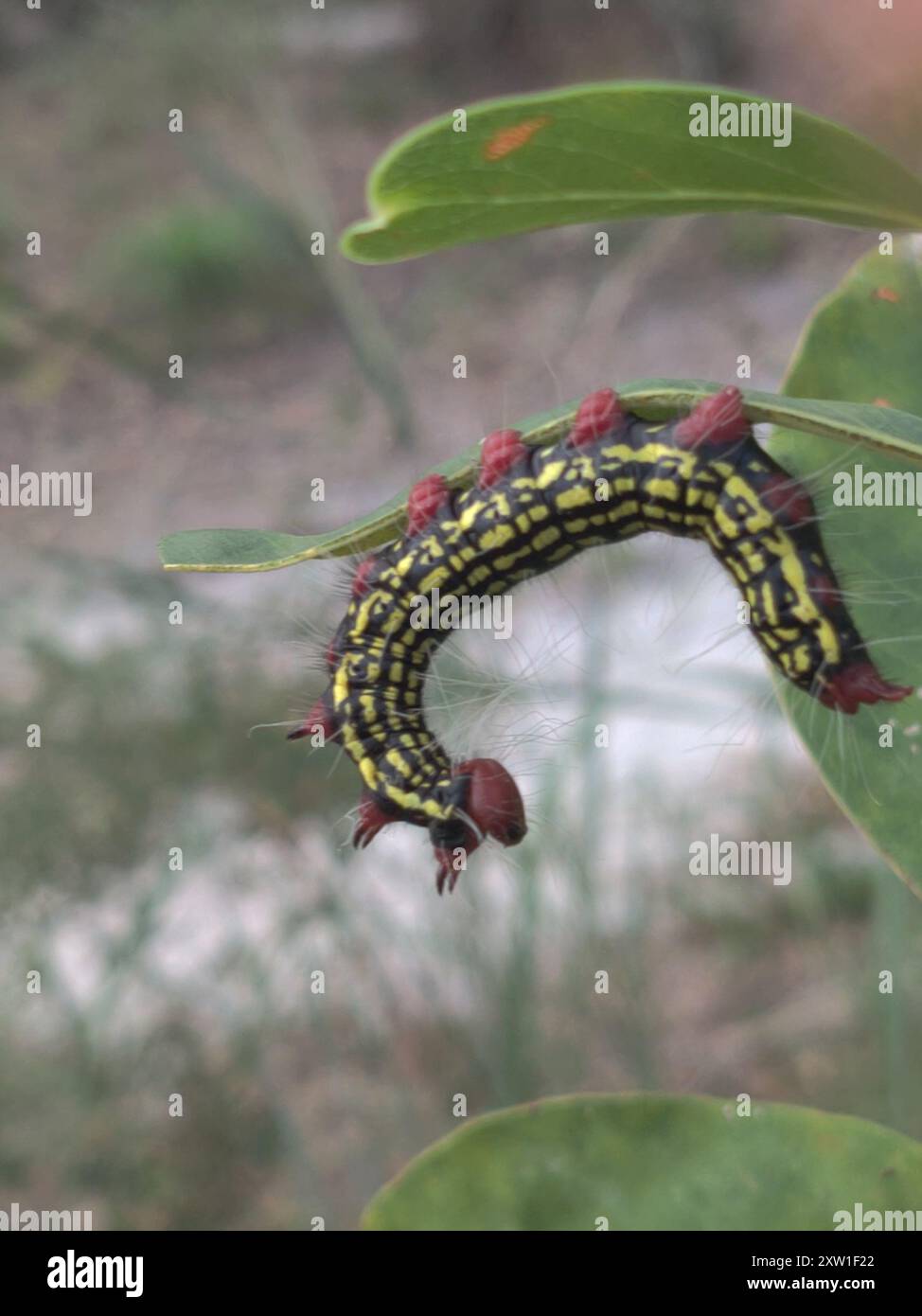 Azalea Caterpillar Moth (Datana major) Insecta Stock Photo - Alamy