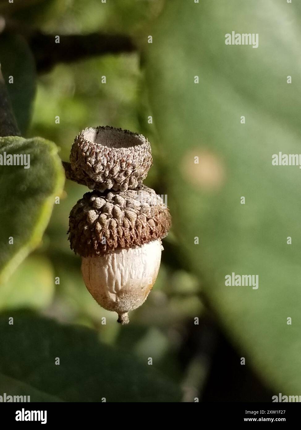 gray oak (Quercus grisea) Plantae Stock Photo - Alamy