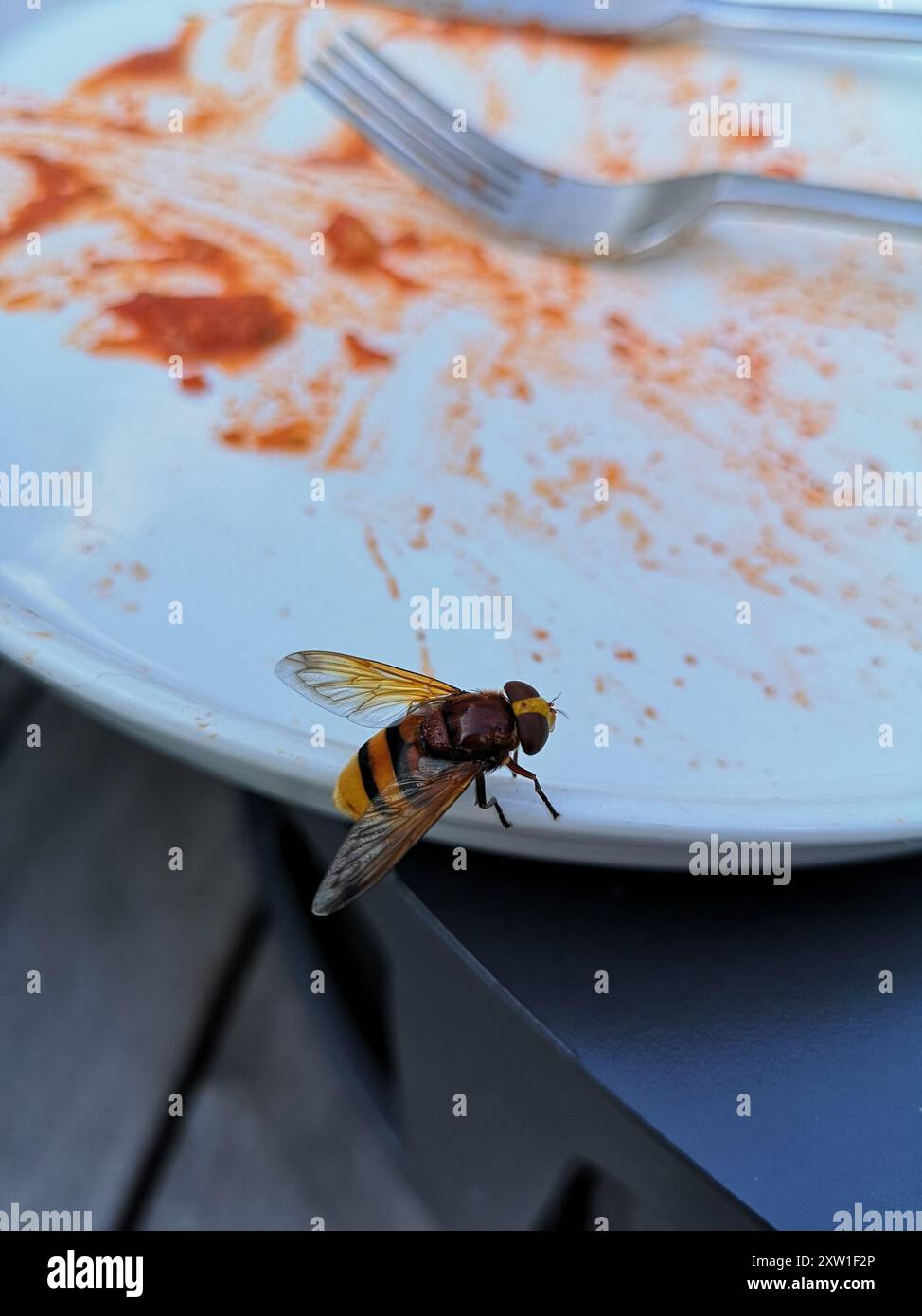 Hornet Mimic Hover Fly (Volucella zonaria) Insecta Stock Photo - Alamy