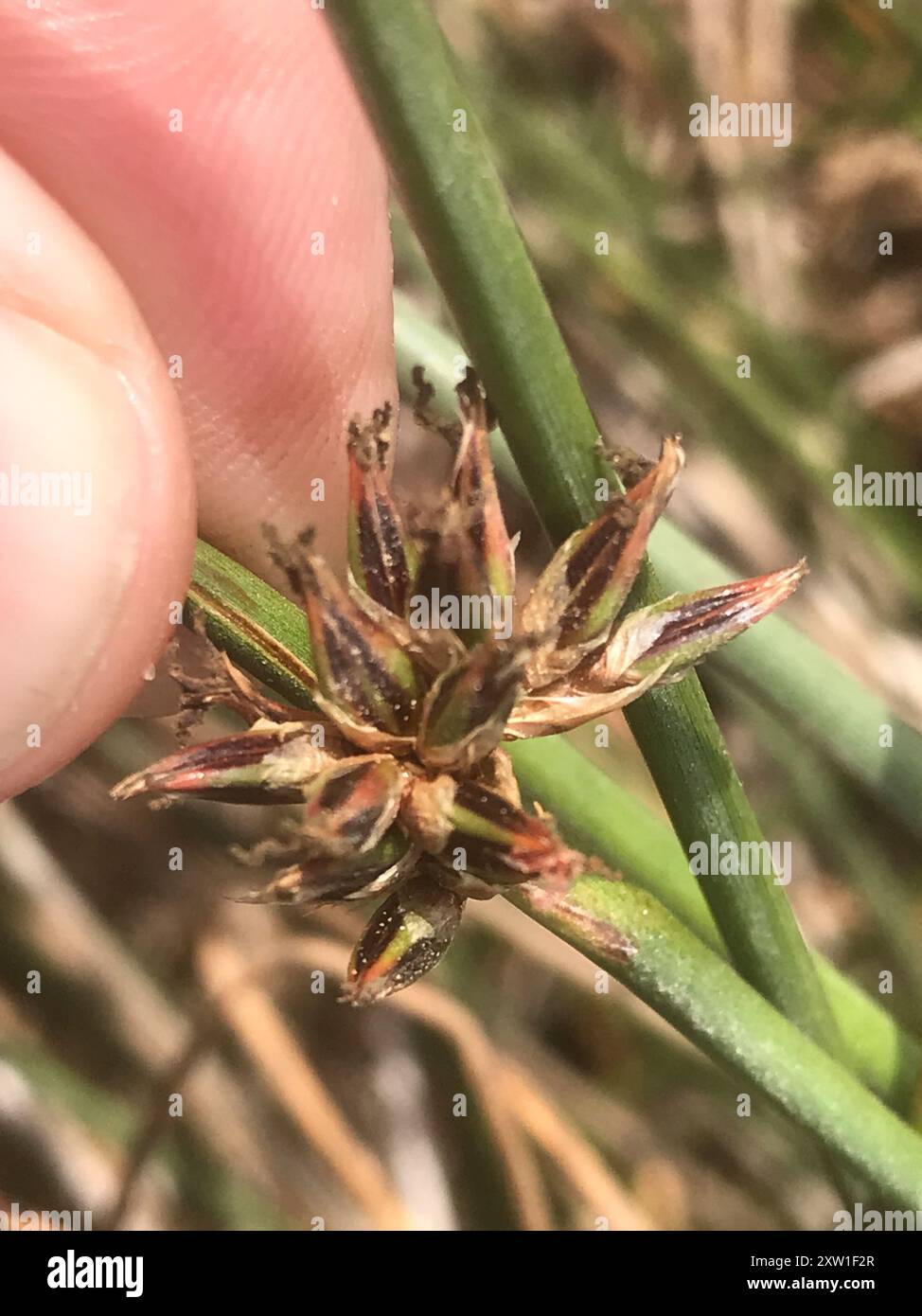 Baltic Rush (Juncus balticus) Plantae Stock Photo - Alamy