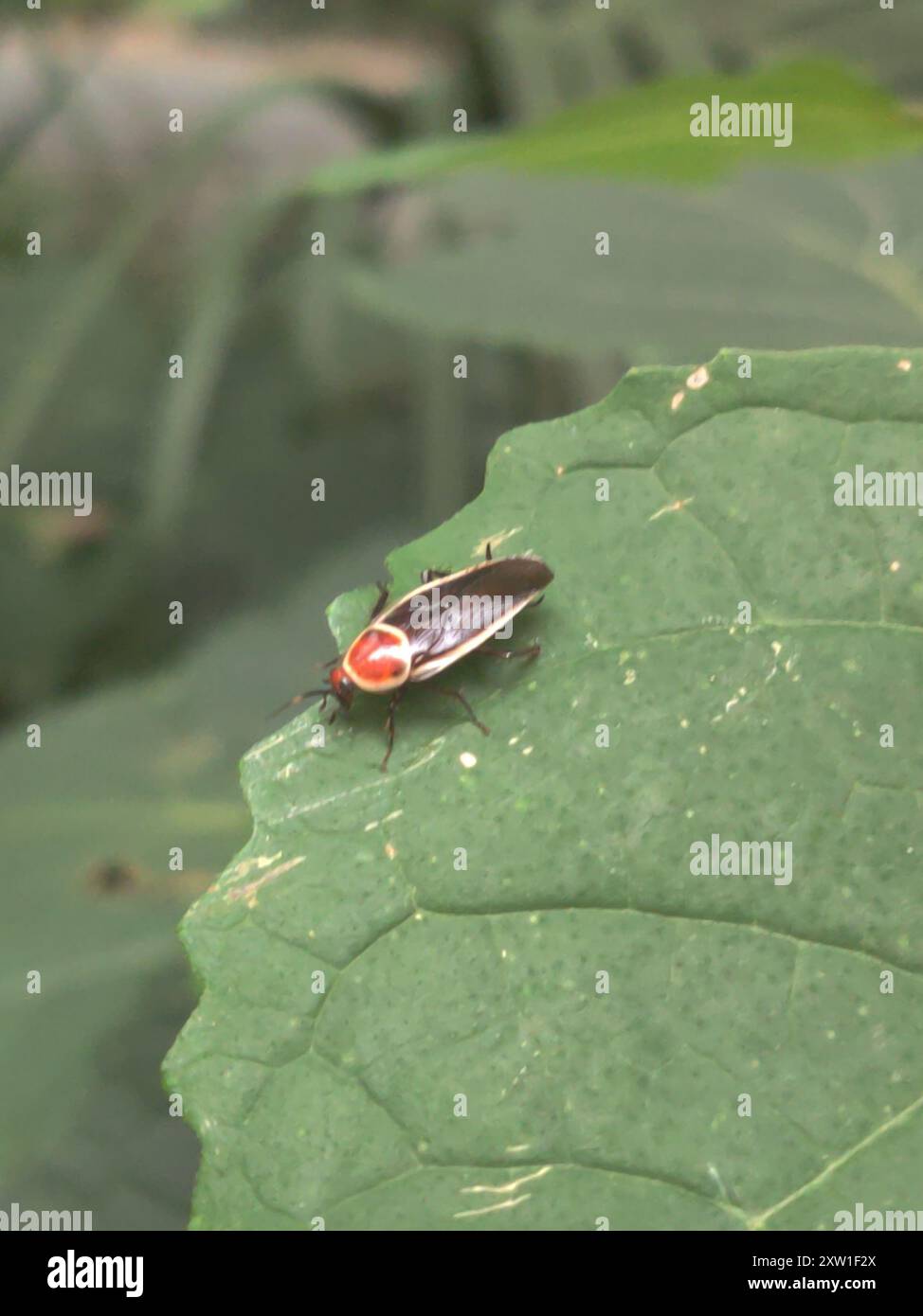 Pale-bordered Field Cockroach (Pseudomops septentrionalis) Insecta ...