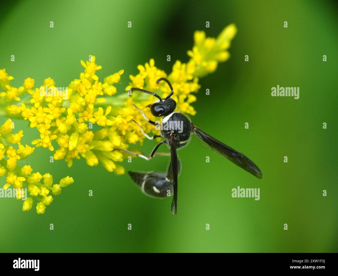 Fraternal Potter Wasp (Eumenes fraternus) Insecta Stock Photo - Alamy