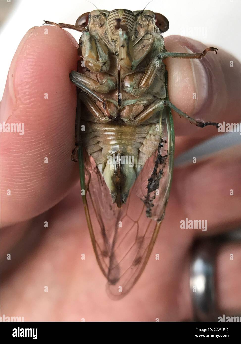 Scissor Grinder (Neotibicen pruinosus) Insecta Stock Photo - Alamy