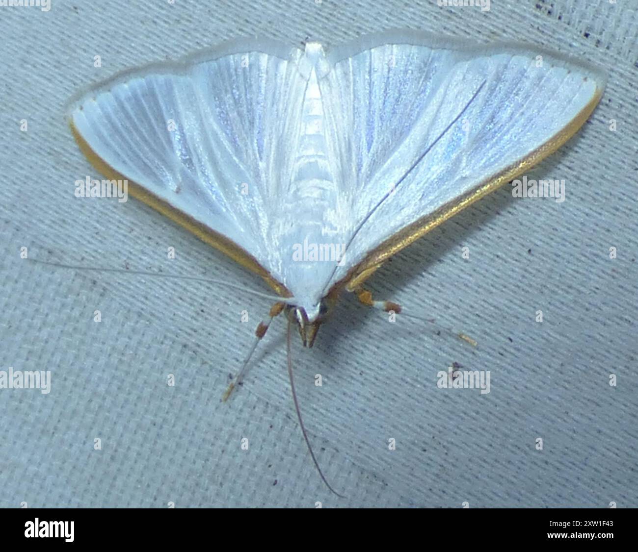 Orange-shouldered Sherbet Moth (Diaphania costata) Insecta Stock Photo ...
