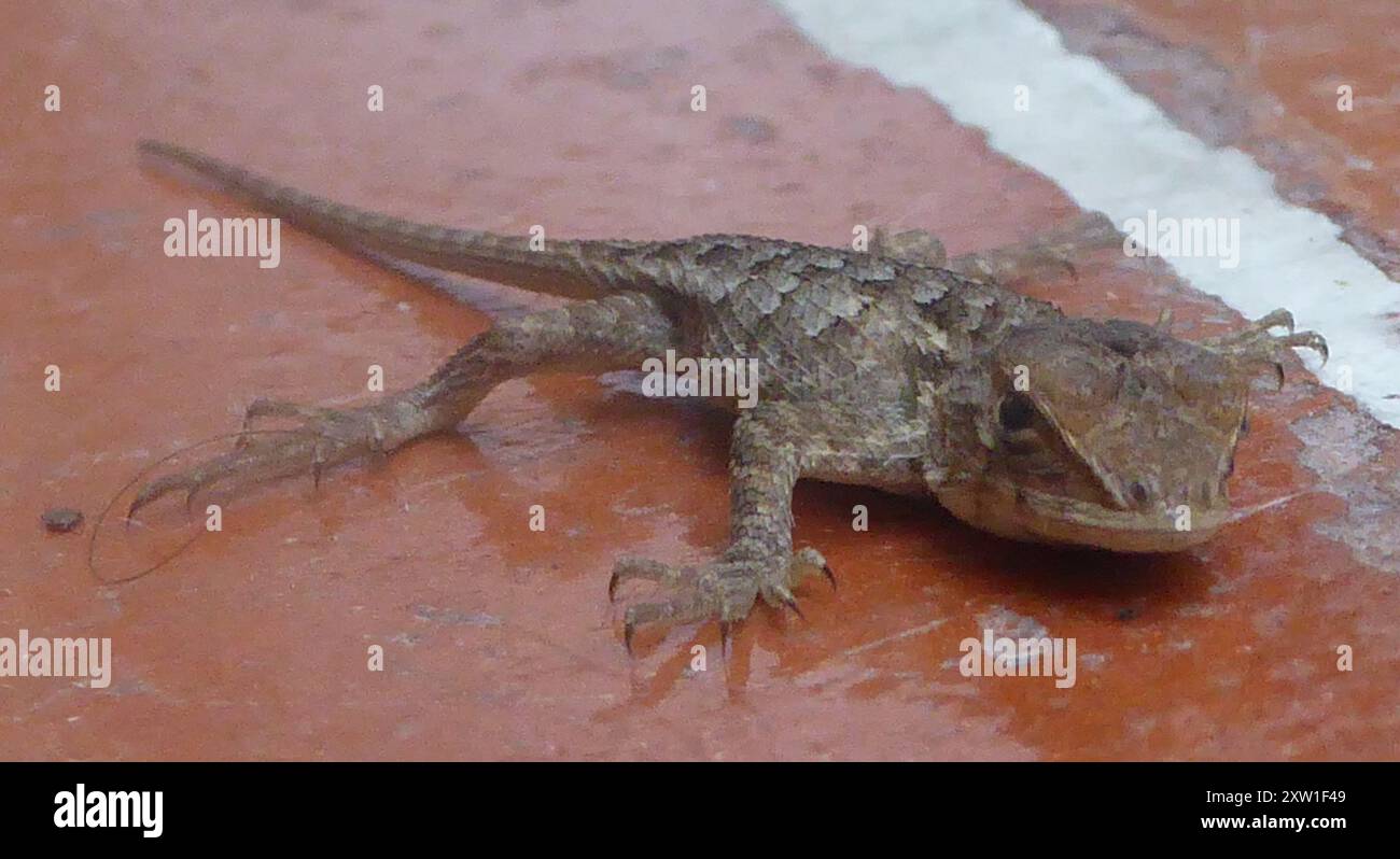 Spiny Lizards (Sceloporus) Reptilia Stock Photo - Alamy