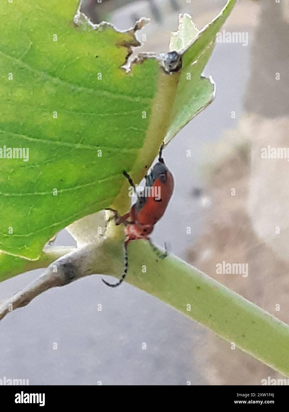 Red-femured Milkweed Borer (Tetraopes femoratus) Insecta Stock Photo ...