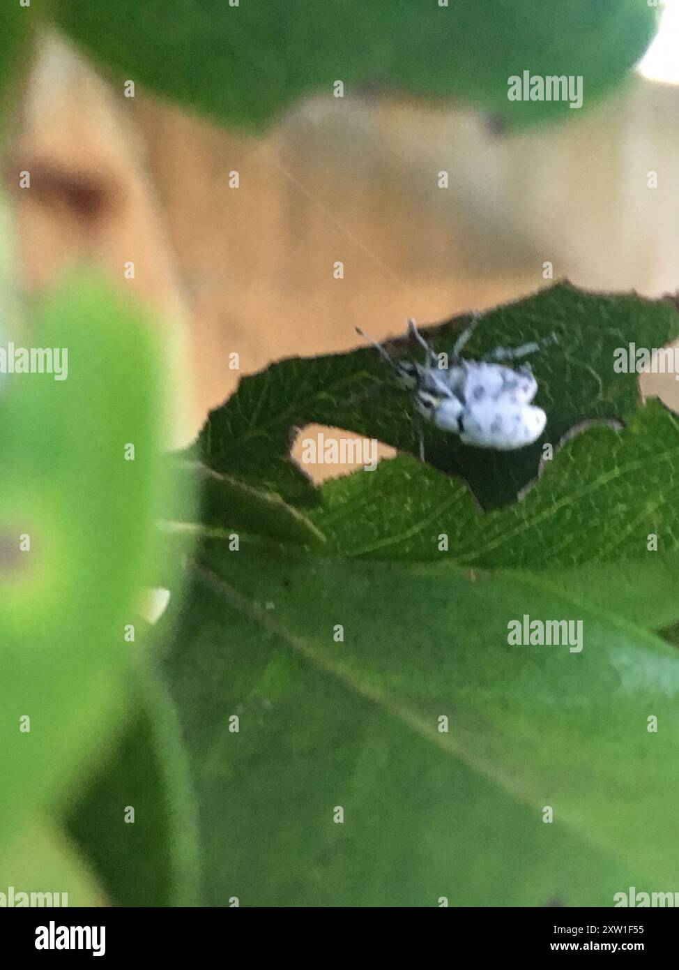 Sri Lanka Weevil (Myllocerus undecimpustulatus) Insecta Stock Photo - Alamy