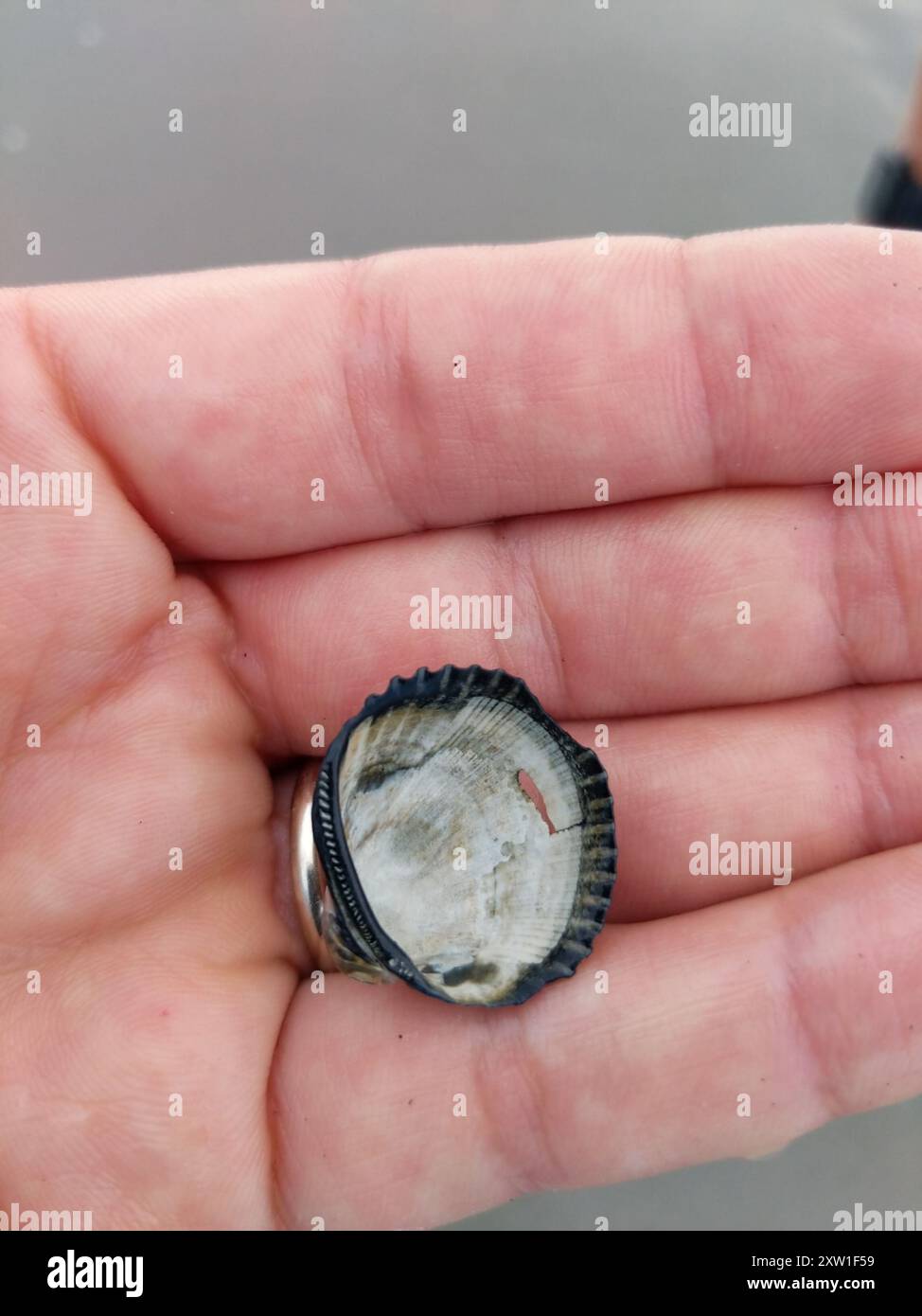 Blood Ark (Lunarca ovalis) Mollusca Stock Photo - Alamy