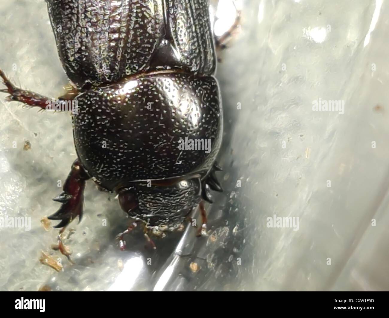 Sugarcane Beetle (Euetheola humilis) Insecta Stock Photo - Alamy