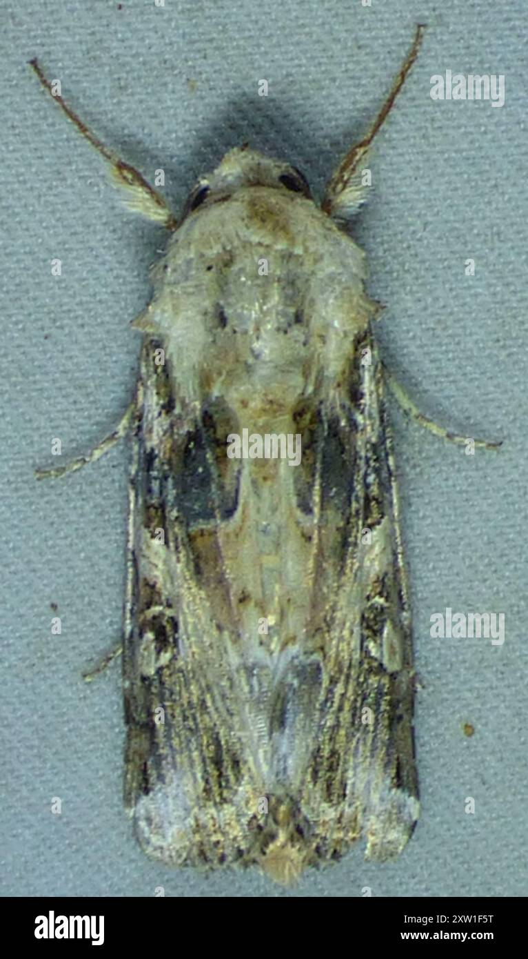 Yellow-striped Armyworm Moth (Spodoptera ornithogalli) Insecta Stock ...