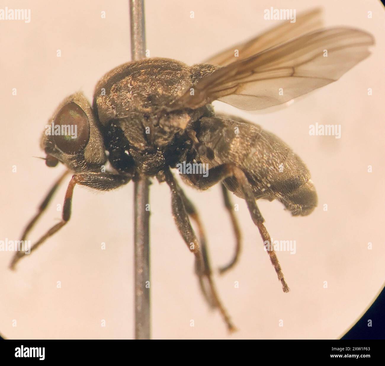 Cigar Gall (Lipara lucens) Insecta Stock Photo - Alamy