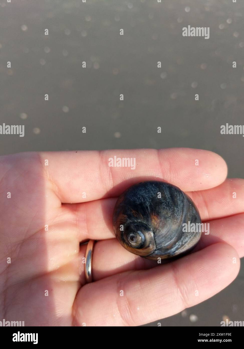 Shark Eye (Neverita duplicata) Mollusca Stock Photo - Alamy