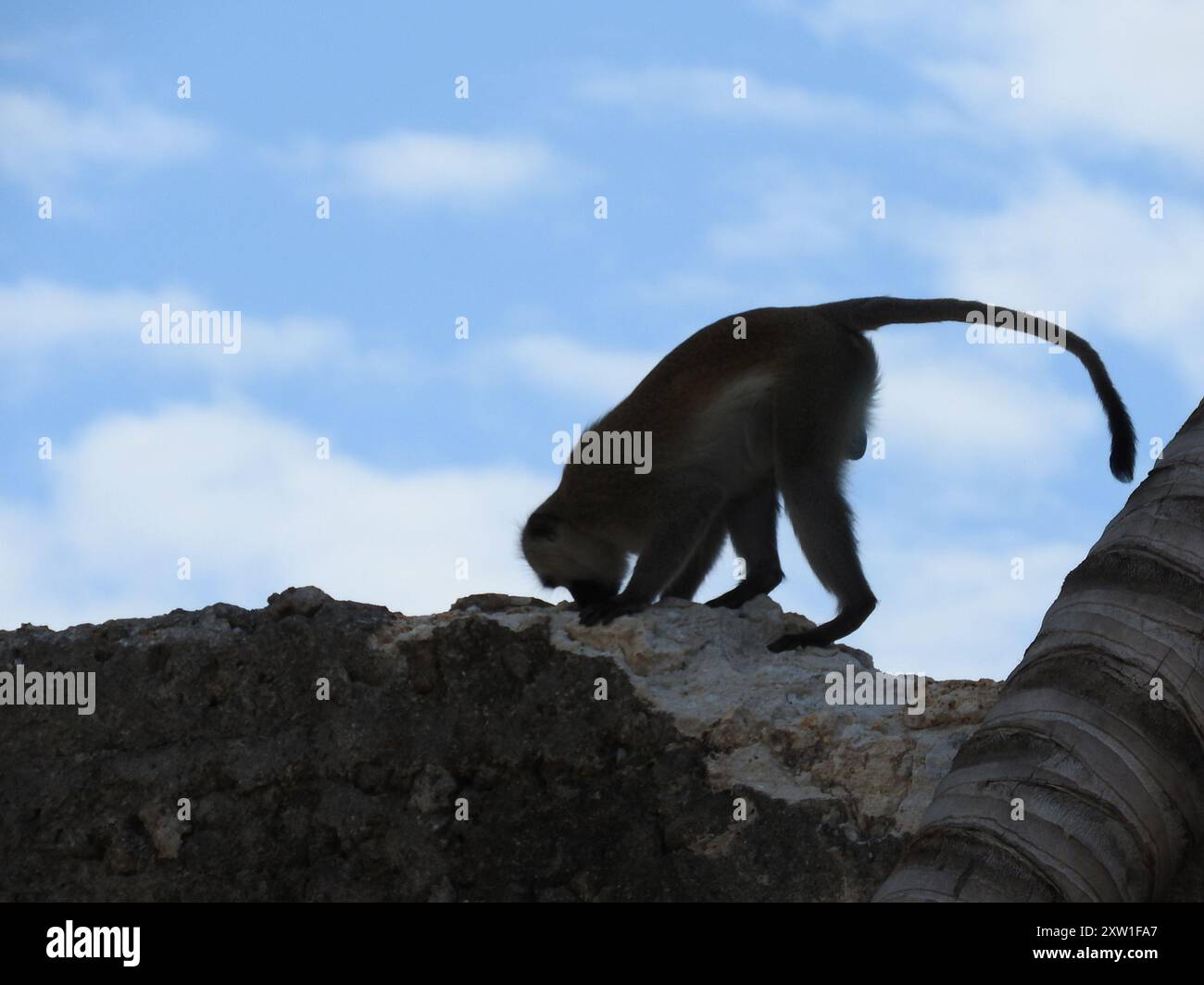 Vervet Monkey (Chlorocebus pygerythrus) Mammalia Stock Photo - Alamy