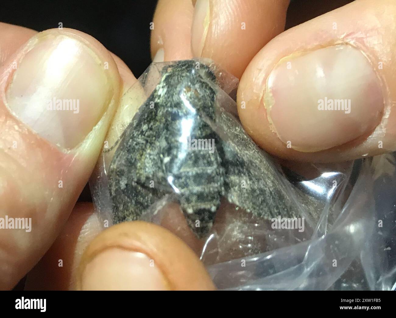 Sphinx Moths (Sphingidae) Insecta Stock Photo - Alamy