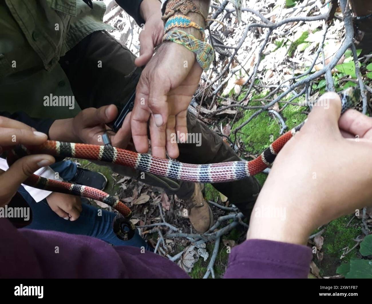 Central American Coralsnake (Micrurus nigrocinctus) Reptilia Stock ...