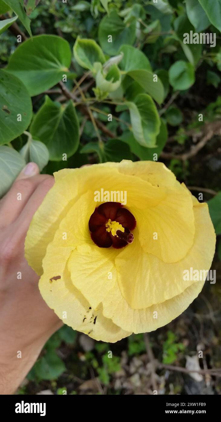 sea hibiscus (Hibiscus tiliaceus) Plantae Stock Photo - Alamy