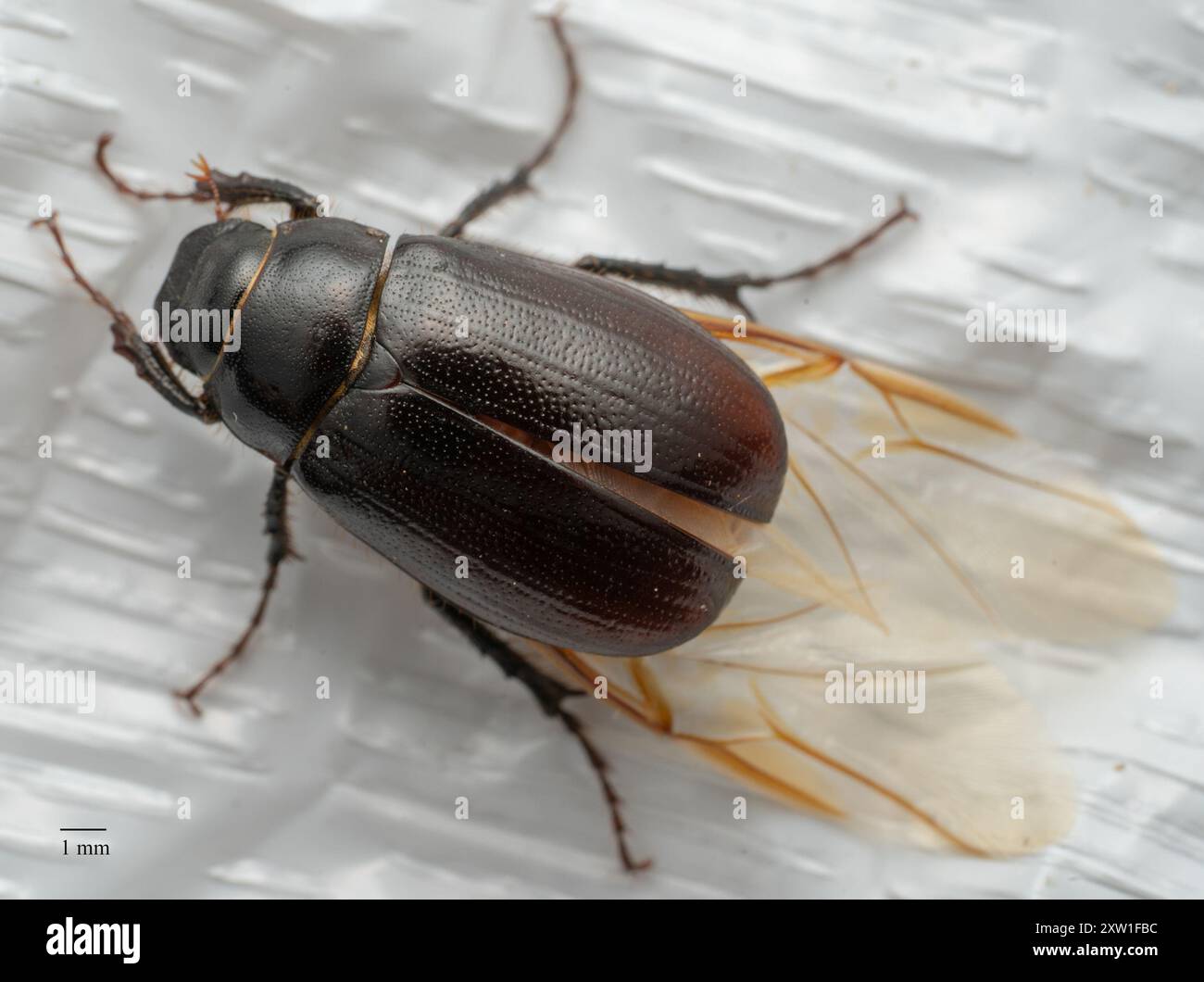 Scarabs (Scarabaeidae) Insecta Stock Photo - Alamy