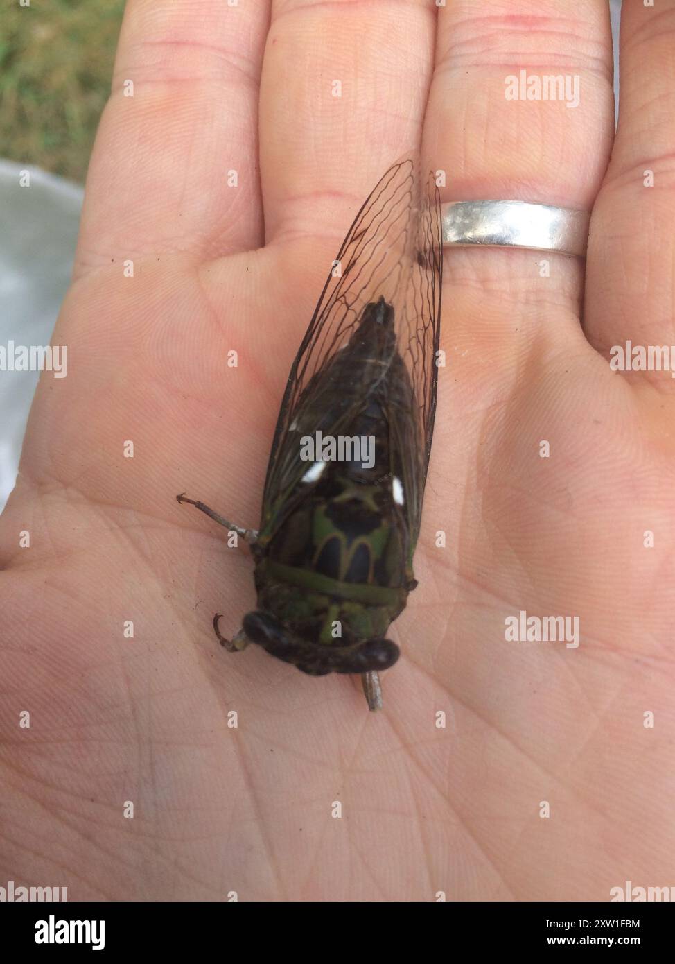 Scissor Grinder (Neotibicen pruinosus) Insecta Stock Photo - Alamy