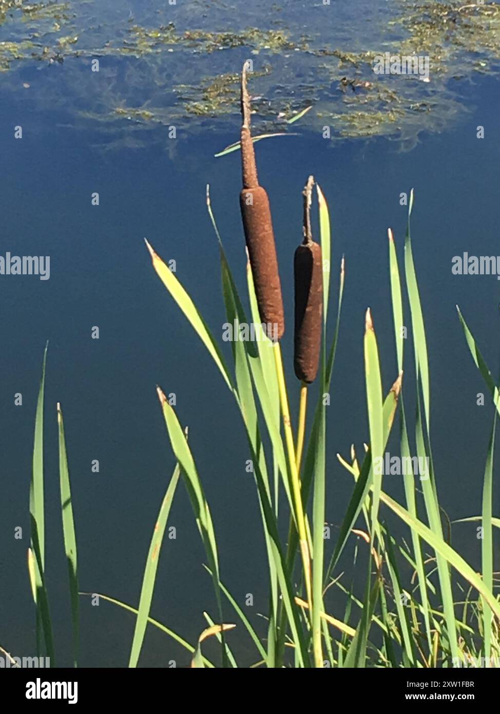 broadleaf cattail (Typha latifolia) Plantae Stock Photo - Alamy