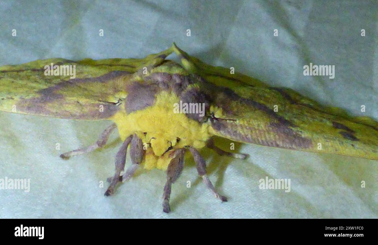 Imperial Moth (Eacles imperialis) Insecta Stock Photo - Alamy