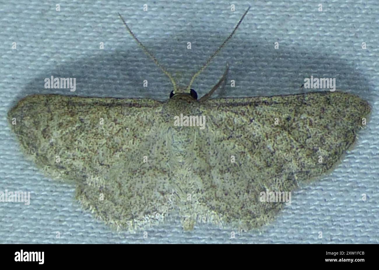 Drab Brown Wave (Lobocleta ossularia) Insecta Stock Photo - Alamy